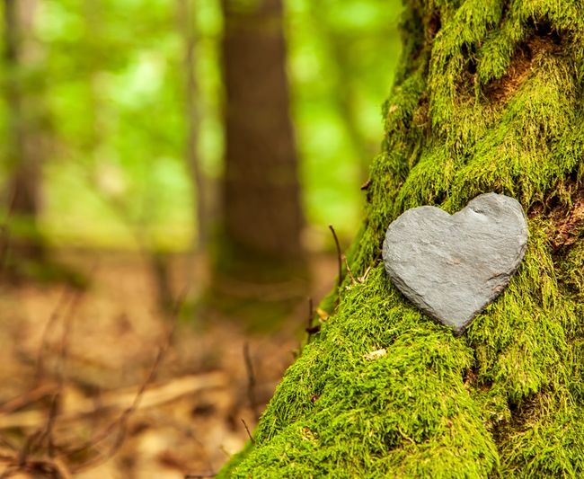 Compare Different Types of Funerals | Distinct Cremations